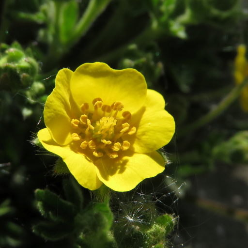 Alpine Cinquefoil (Potentilla Crantzii) Plant Care & How to Grow, Water