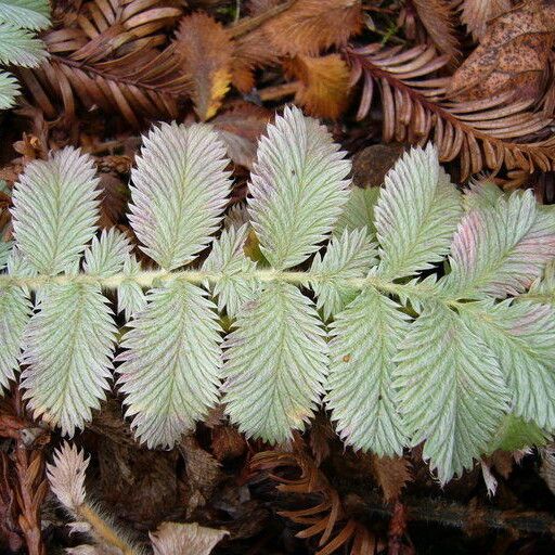 Discolor Cinquefoil (Potentilla Discolor) Plant Care & How to Grow, Water
