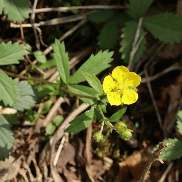 Freyn's Cinquefoil (Potentilla Freyniana) Plant Care & How to Grow, Water