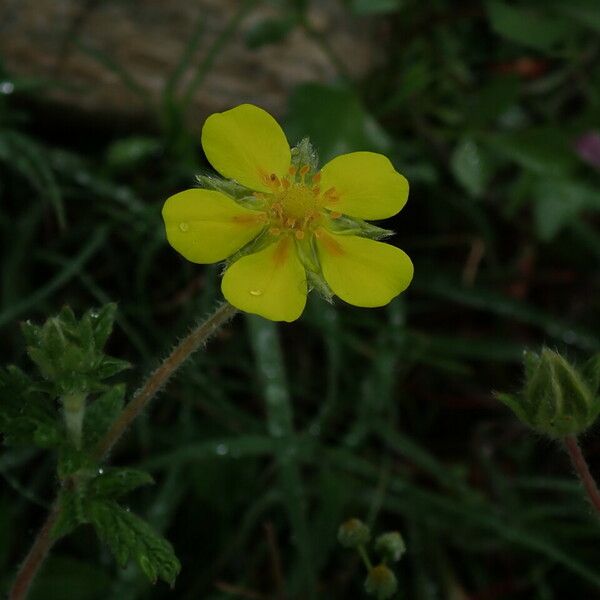 Potentilla Griffithii Care Guide: Water, Soil & Propagation - Plantiary