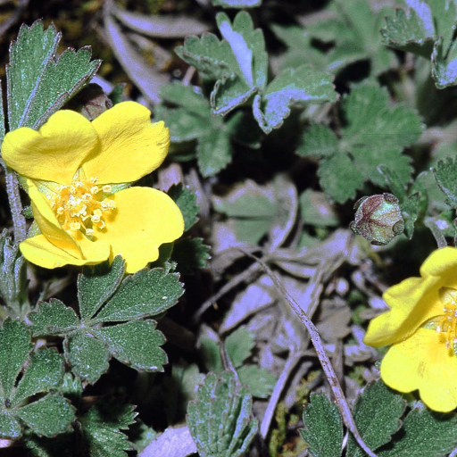 Ashy Cinquefoil (Potentilla Incana) Plant Care & How to Grow, Water