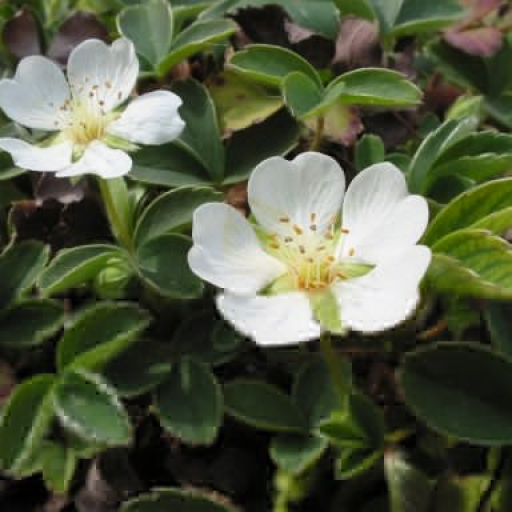 Mountain Cinquefoil (Potentilla Montana) Plant Care & How to Grow, Water