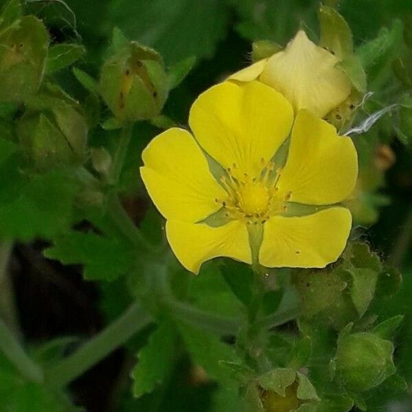 Potentilla Montenegrina Care Guide: Water, Soil & Propagation - Plantiary