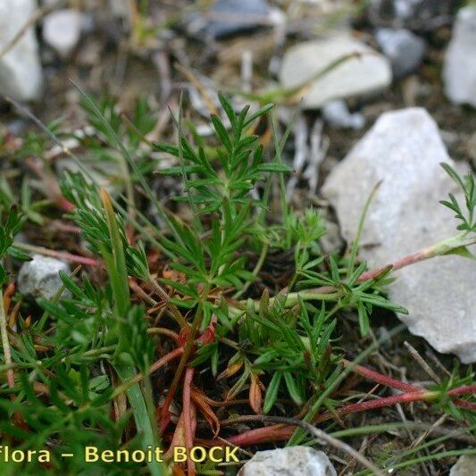 Divided Cinquefoil (Potentilla Multifida) Plant Care & How to Grow, Water