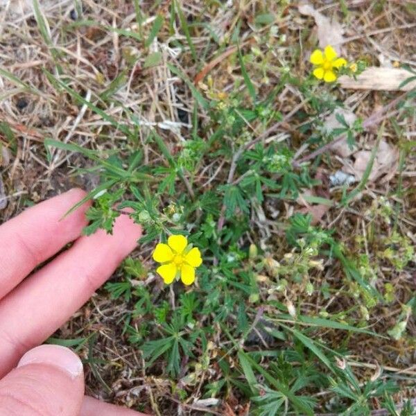 Silver-Leaf Cinquefoil (Potentilla Neglecta) Care Guide: Water, Soil ...