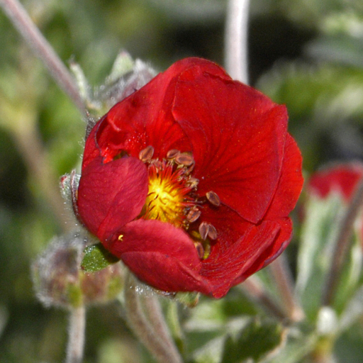 Nepalese Cinquefoil (Potentilla Nepalensis) Care Guide: Water, Soil ...