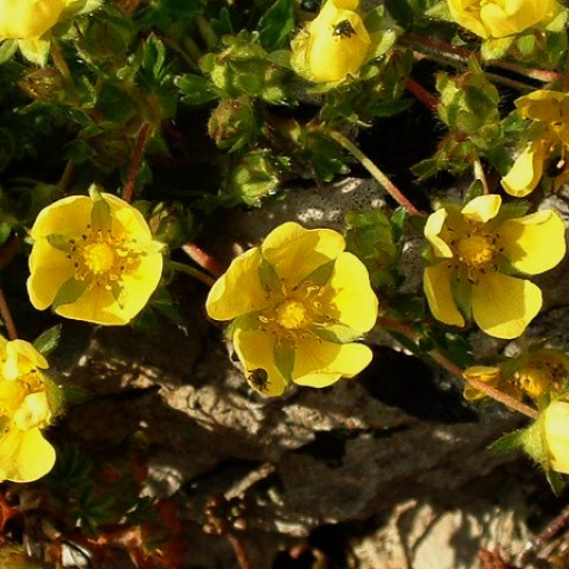 Potentilla Neumanniana Plant Care & How to Grow, Water