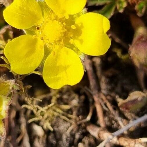 Potentilla Pusilla Plant Care & How to Grow, Water