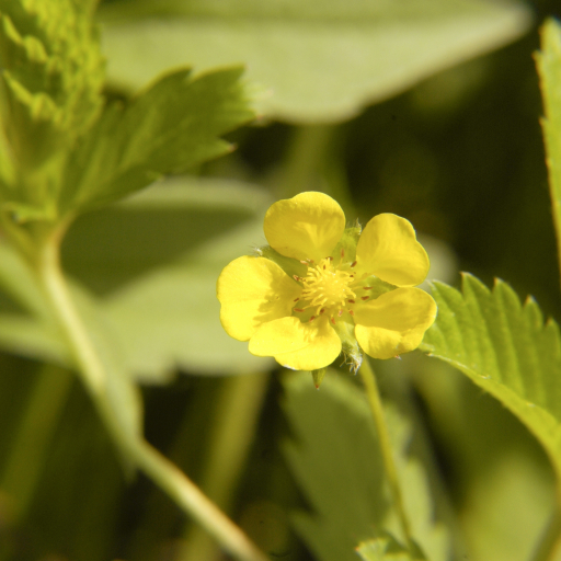 Common Cinquefoil (Potentilla Simplex) Plant Care & How to Grow, Water