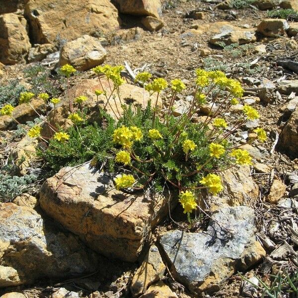 Potentilla Tweedyi Plant Care & How to Grow, Water