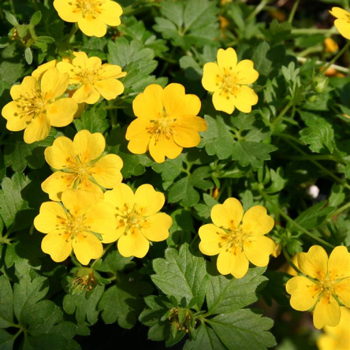 Spring Cinquefoil (Potentilla Verna) Plant Care & How to Grow, Water