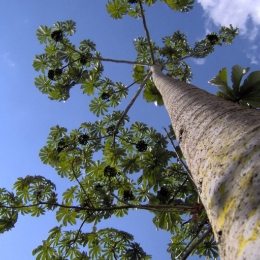 Amazon Grape (Pourouma Cecropiifolia) Plant Care & How to Grow, Water