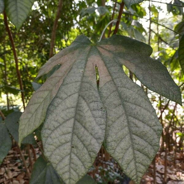 Pourouma Guianensis Care Guide: Water, Soil & Propagation - Plantiary