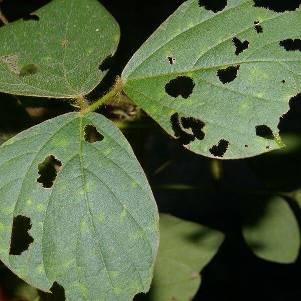 Pourouma Minor Care Guide: Water, Soil & Propagation - Plantiary