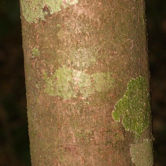 Pourouma Mollis Care Guide: Water, Soil & Propagation - Plantiary
