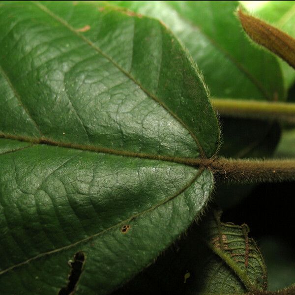 Pourouma Velutina Care Guide: Water, Soil & Propagation - Plantiary