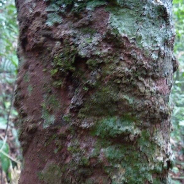 Pourouma Villosa Care Guide: Water, Soil & Propagation - Plantiary