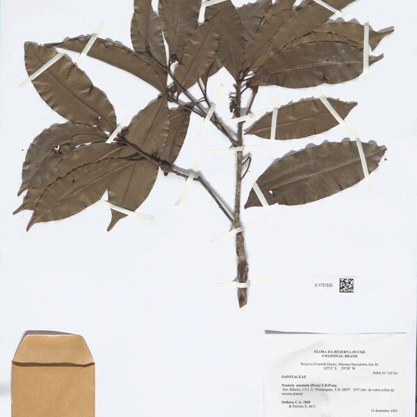 Pouteria Anomala Care Guide: Water, Soil & Propagation - Plantiary