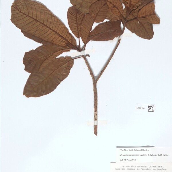 Pouteria Manaosensis Plant Care & How to Grow, Water