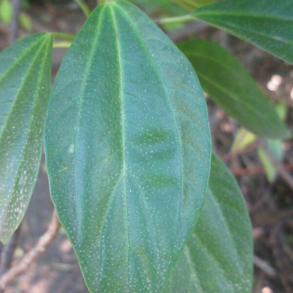 Pouzolzia Laevigata Care Guide: Water, Soil & Propagation - Plantiary
