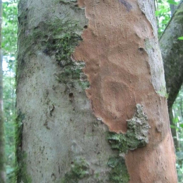 Pradosia Ptychandra Plant Care & How to Grow, Water