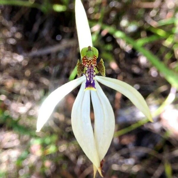 Leafless Orchid (Praecoxanthus Aphyllus) Plant Care & How to Grow, Water