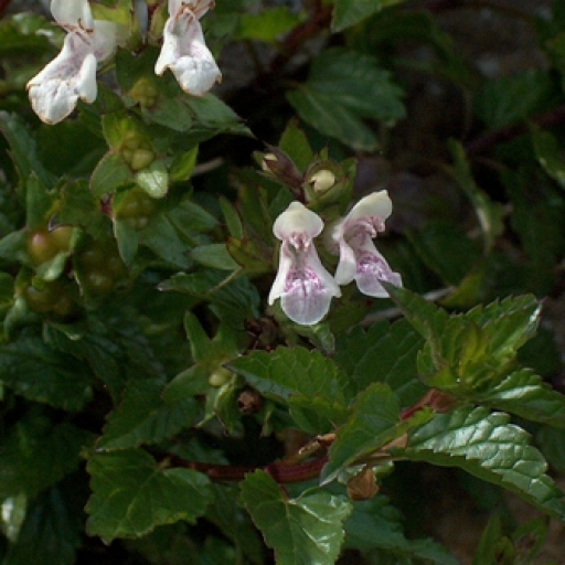 White Hedge-Nettle (Prasium Majus) Care Guide: Water, Soil ...