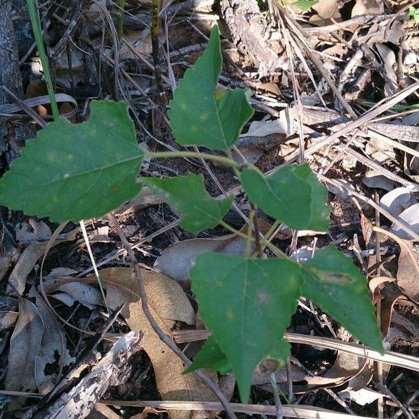 Firestick Tree (Premna Acuminata) Plant Care & How to Grow, Water