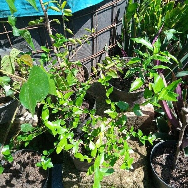 Premna Microphylla Plant Care & How to Grow, Water