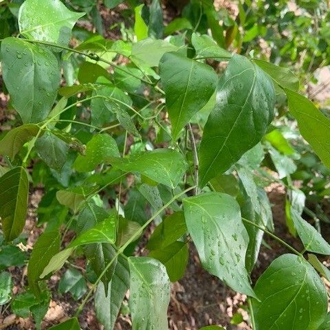 Premna Tahitensis Plant Care & How to Grow, Water