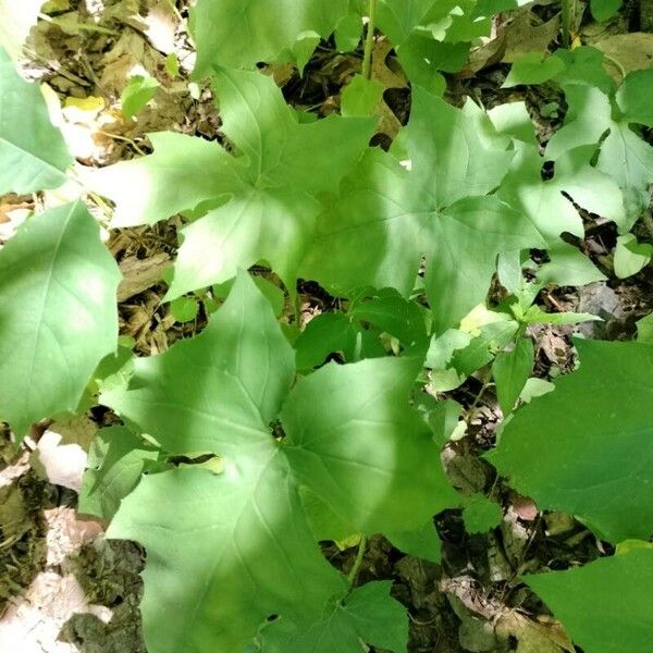 Prenanthes Alba Plant Care & How to Grow, Water