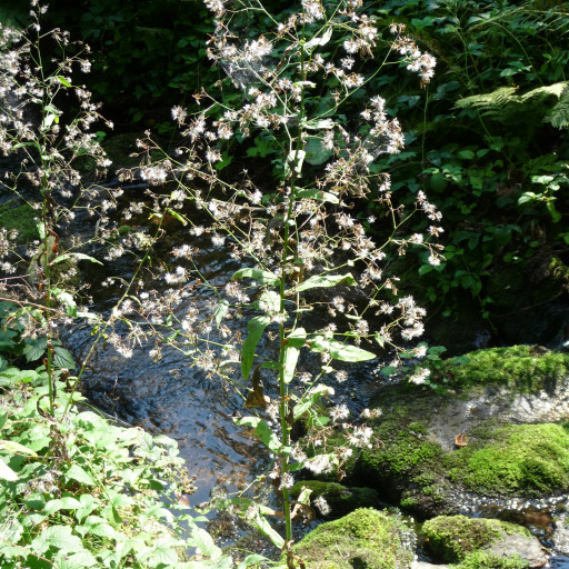 Rattlesnake Root (Prenanthes Purpurea) Plant Care & How to Grow, Water