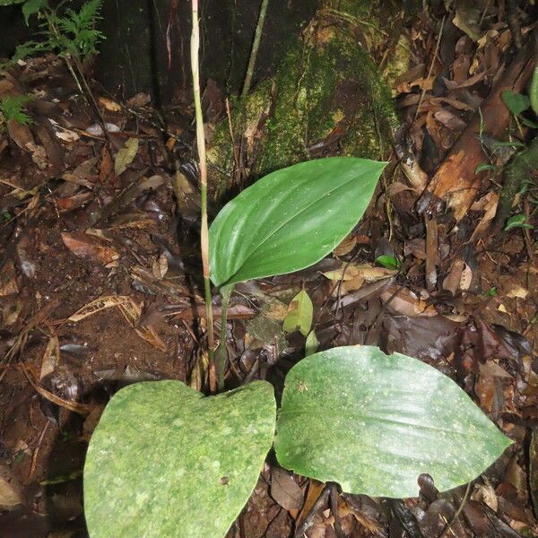 Mountain Prescott Orchid (Prescottia Stachyodes) Plant Care & How to ...