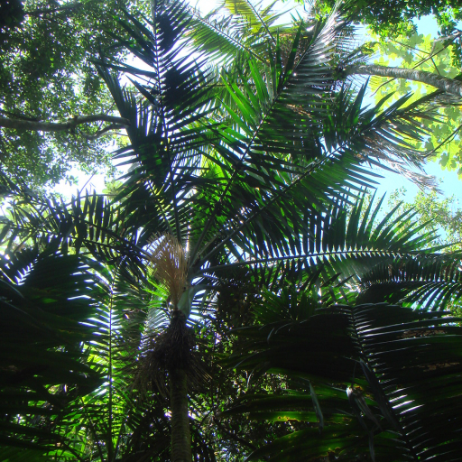 Sierra Palm (Prestoea Montana) Plant Care & How to Grow, Water