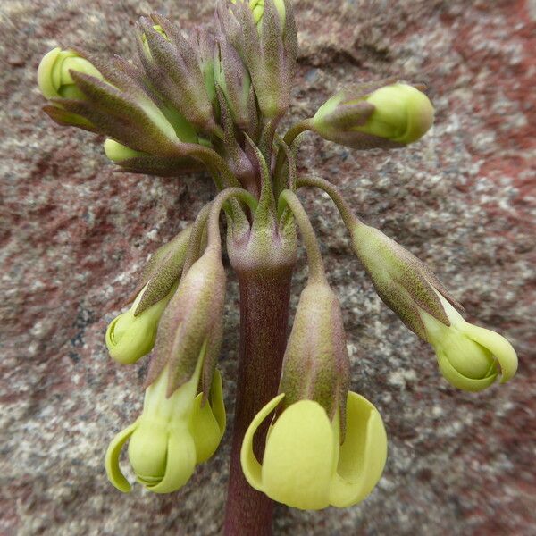 Primula Advena Care Guide: Water, Soil & Propagation - Plantiary
