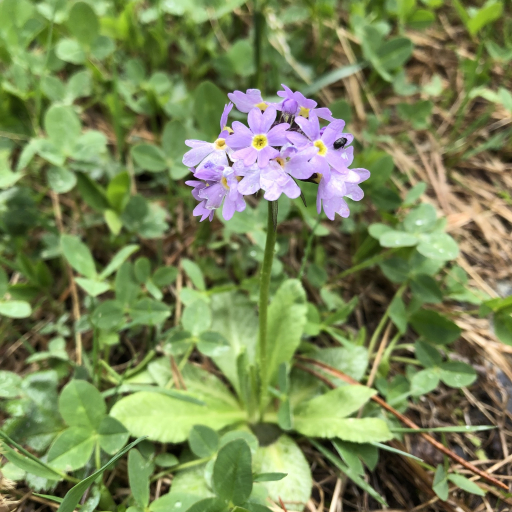 Bird's Eye Primrose (Primula Algida) Plant Care & How to Grow, Water