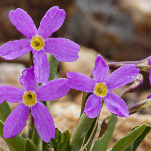 Alpine Primrose (Primula Angustifolia) Plant Care & How to Grow, Water