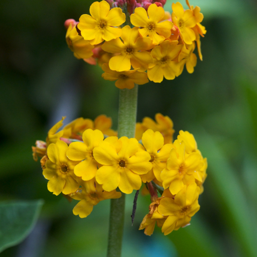 Primula Beesiana Plant Care & How to Grow, Water