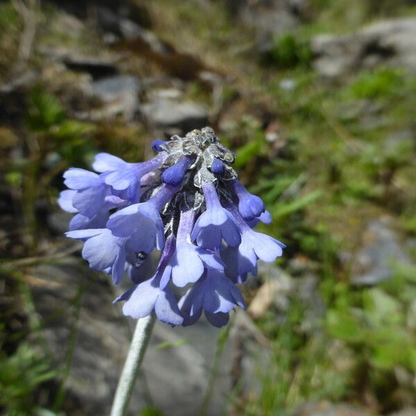 Primula Bellidifolia Care Guide: Water, Soil & Propagation - Plantiary