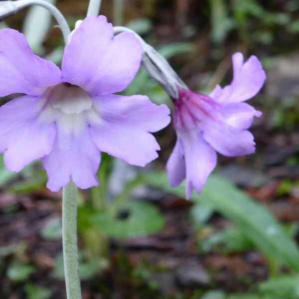 Primula Boreiocalliantha Plant Care & How to Grow, Water