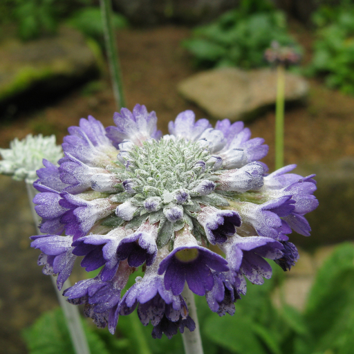 Asiatic Primrose (Primula Capitata) Plant Care & How to Grow, Water