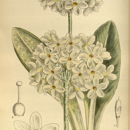 Primula Chionantha Plant Care & How to Grow, Water