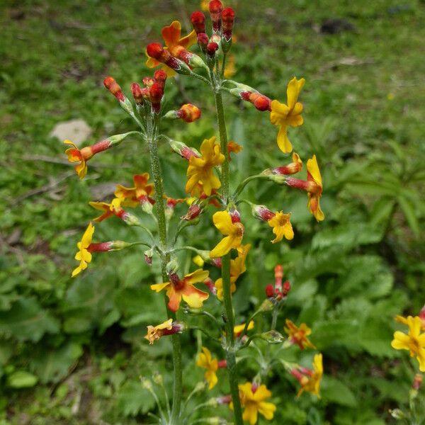 Primula Chungensis Plant Care & How to Grow, Water