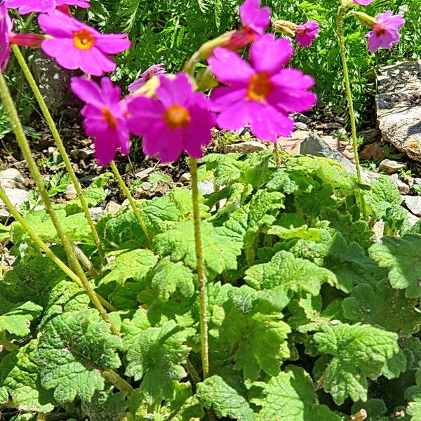 Siberian Primrose (Primula Cortusoides) Care Guide: Water, Soil ...
