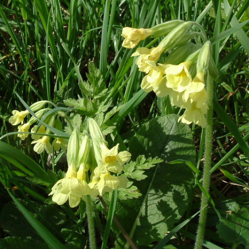 Oxlip (Primula Elatior) Plant Care & How to Grow, Water