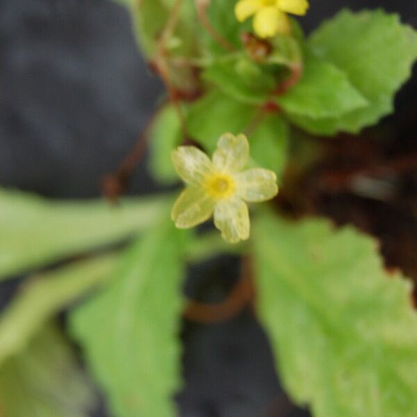 Buttercup Primrose (Primula Floribunda) Care Guide: Water, Soil ...