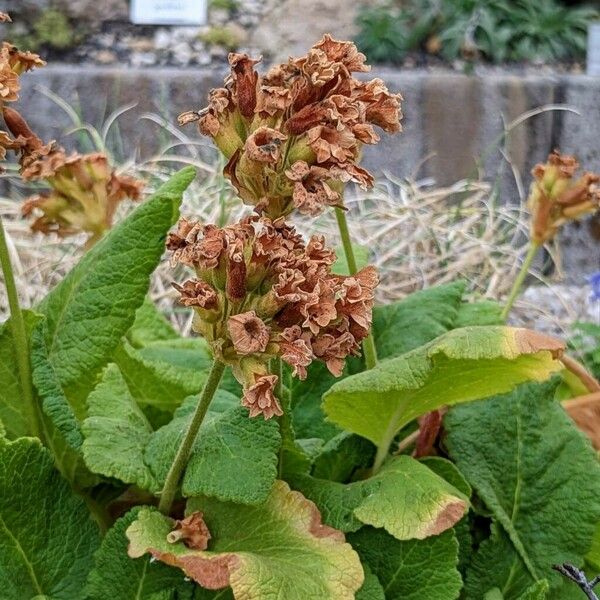 Primula Forrestii Plant Care & How to Grow, Water