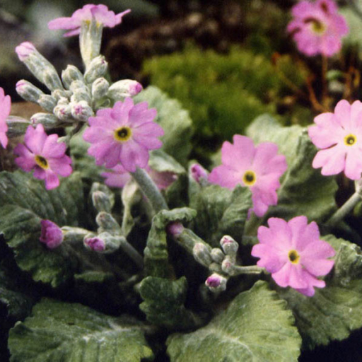 Primula Frondosa Plant Care & How to Grow, Water