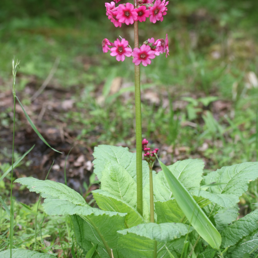 Japanese Cowslip (Primula Japonica) Plant Care & How to Grow, Water