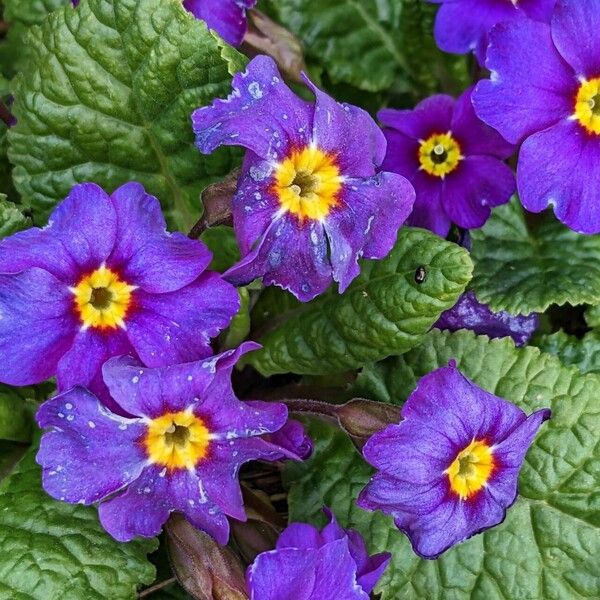 Julia's Primrose (Primula Juliae) Plant Care & How to Grow, Water